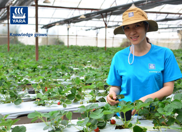 Đồng Phục Yara Vietnam - Knowledge Grows, Quận 1 (MIT-Z1X913) » Hải Triều